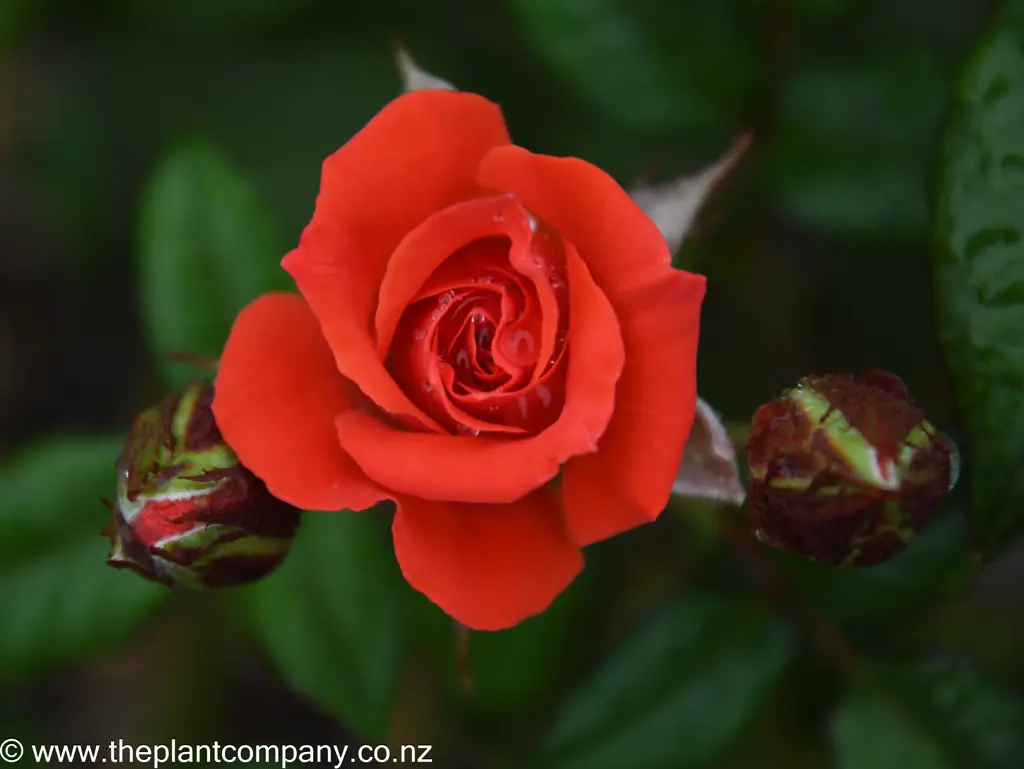Buy Rose Tabasco Standard Plants | Free Shipping Over $150