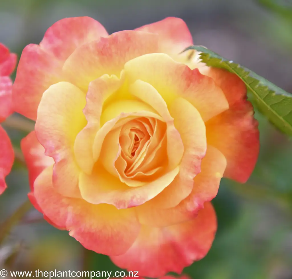 Buy Rose 'Tequila Sunrise' Plants Online | Free Shipping NZ