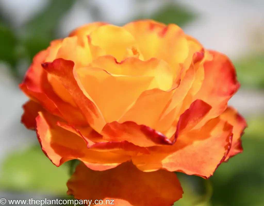 Buy 'Tequila Sunrise' Standard Rose Plants Online | Free Shipping