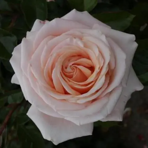 Buy Rose Tess Plants | Free Shipping Over $150