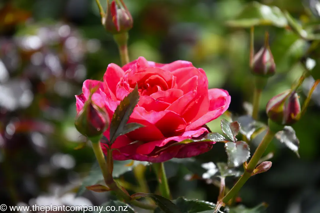 Buy Rose Truly Special Plants | Free Shipping Over $150