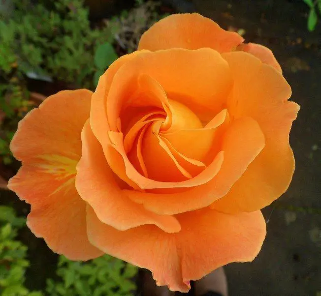 Buy Rose Whisky Mac Plants | Free Shipping Over $150