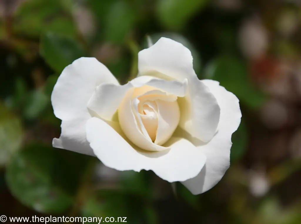 Buy Rose White Romance Plants | Free Shipping Over $150