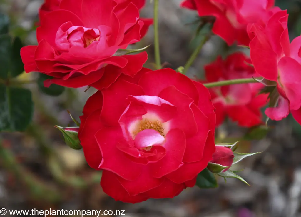 Buy Rose Wild Cherry Standard Plants | Free Shipping Over $150
