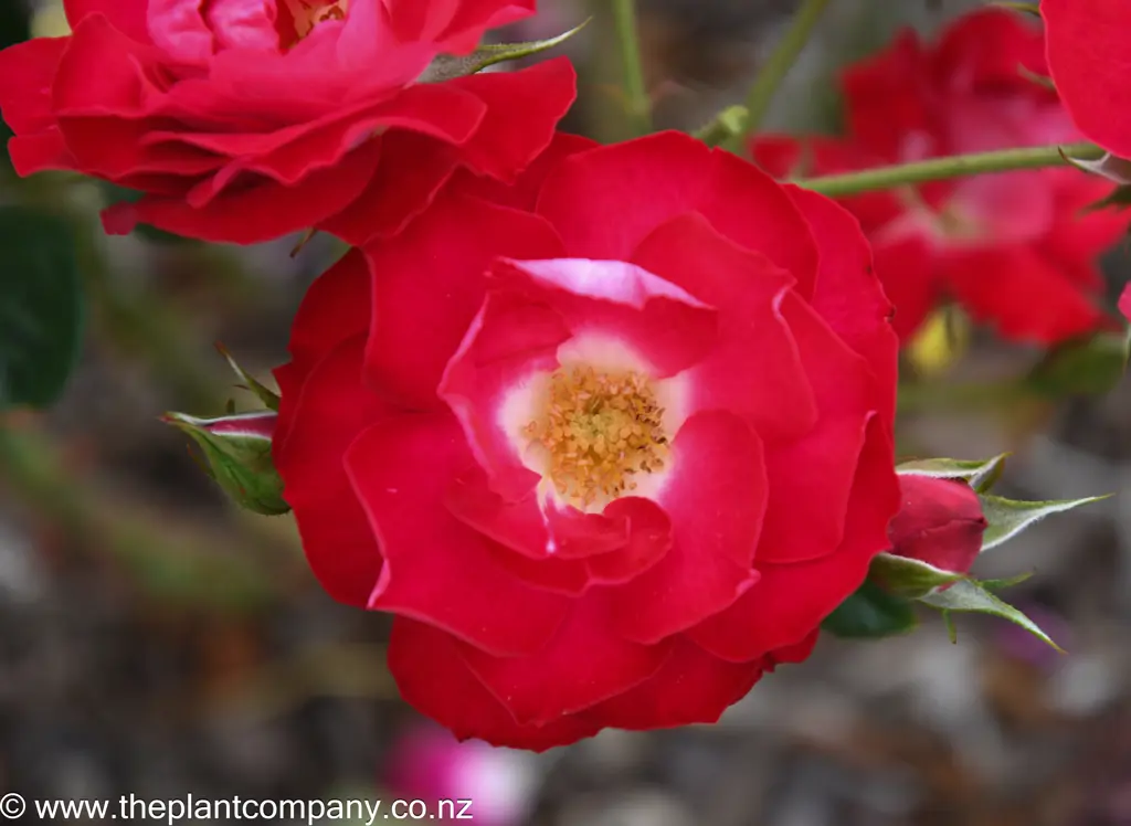 Buy Rose Wild Cherry Plants | Free Shipping Over $150