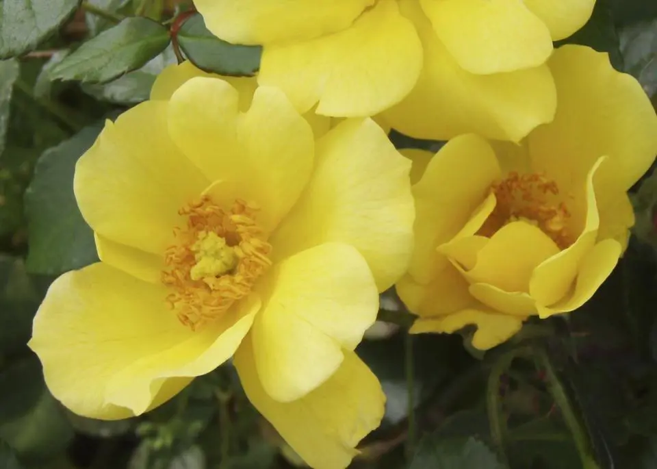 Buy Rose Simplicity Yellow Splash Plants | Free Shipping Over $150
