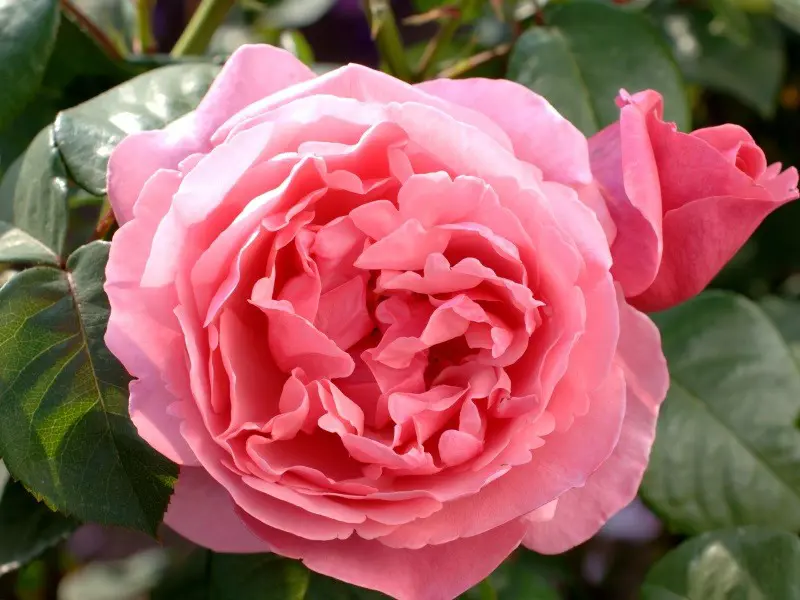 Buy Rose Anniversary Plants | Free Shipping Over $150