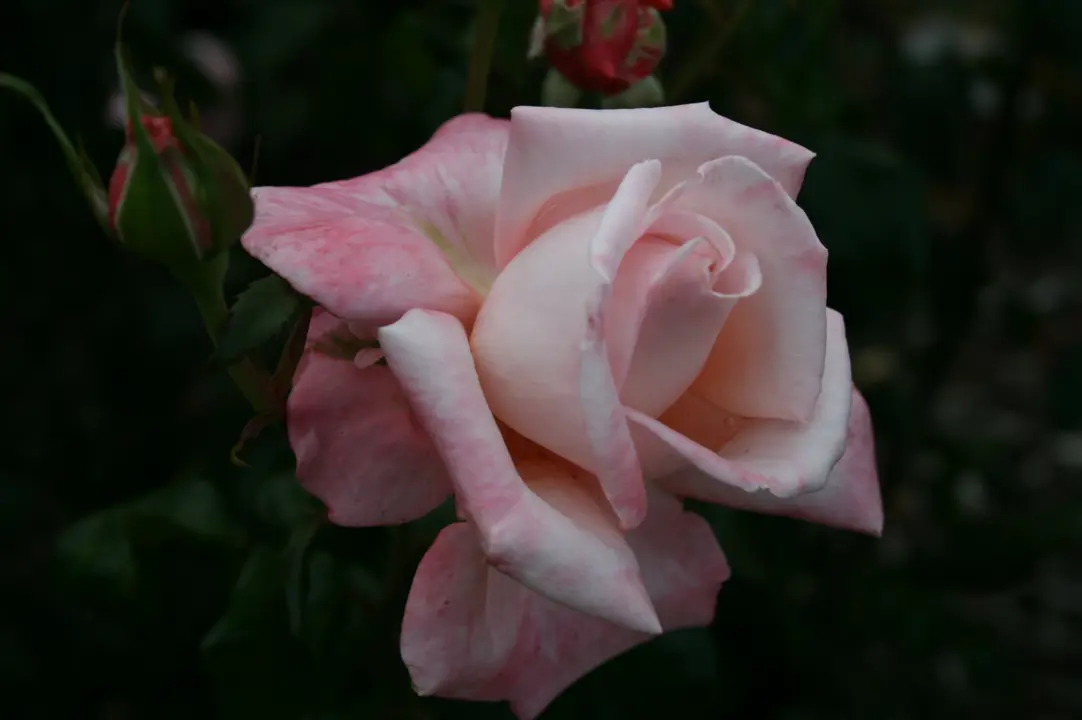 Buy Rose Aotearoa Standard Plants | Free Shipping Over $150