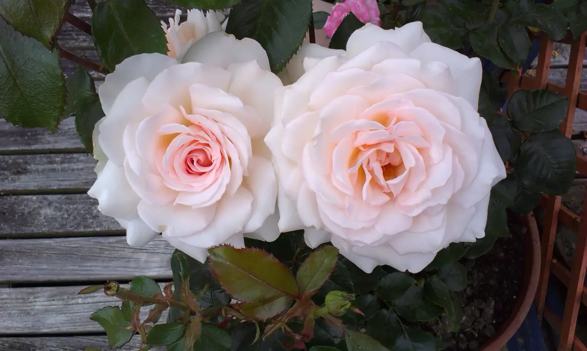 Buy Rose Auckland Metro Standard Plants | Free Shipping Over $150