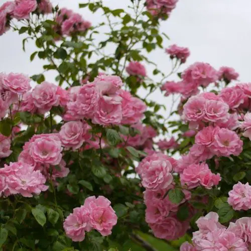 Buy Rose Bantry Bay Plants | Free Shipping Over $150