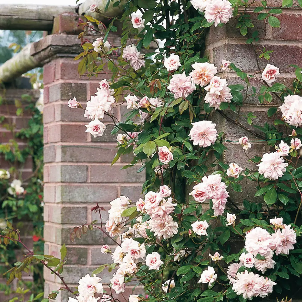 Buy Rose Cecil Brunner Plants | Free Shipping Over $150