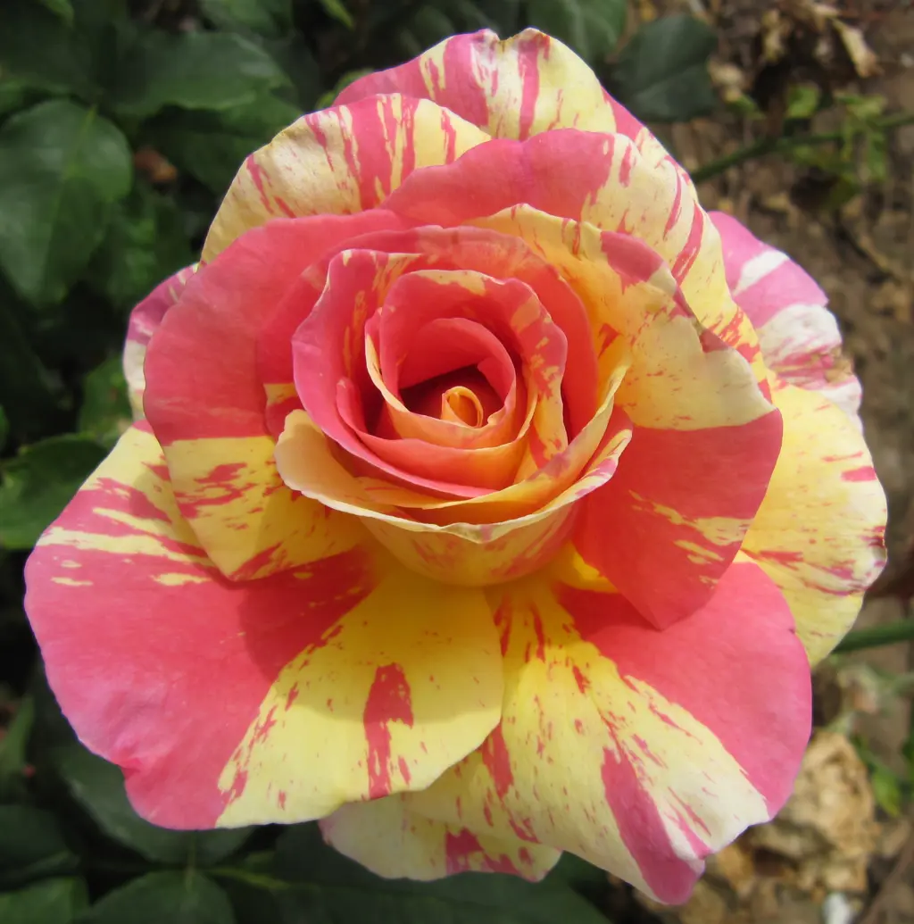 Buy Rose Claude Monet Standard Plants | Free Shipping Over $150