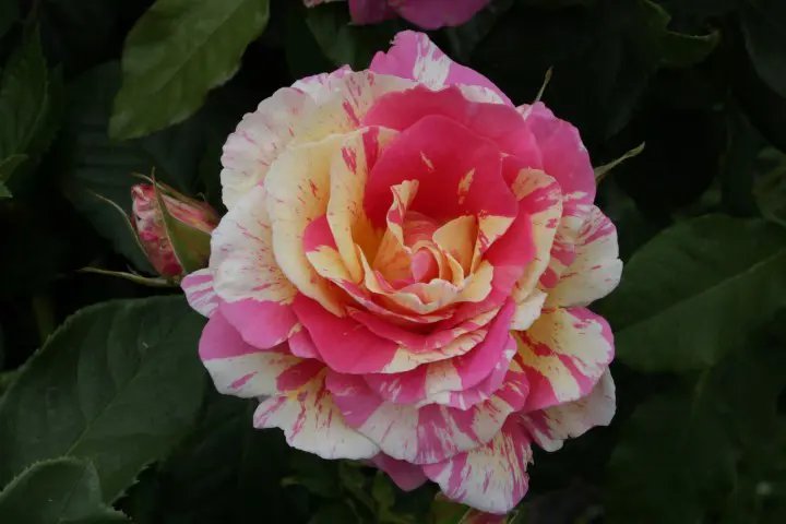 Buy Rose Claude Monet Plants | Free Shipping Over $150