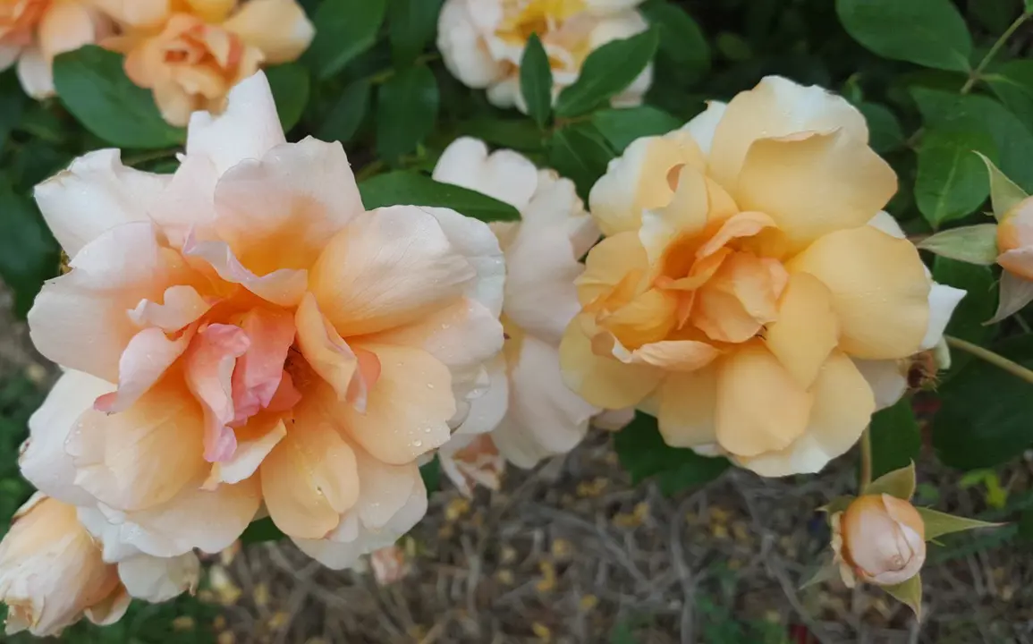 Buy Crepuscle Rose Plants | Free Shipping Over $150