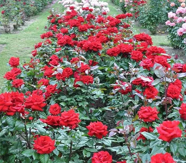Buy Rose Crimson Bouquet Plants | Free Shipping Over $150