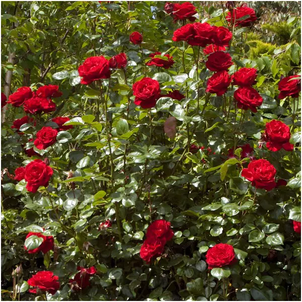 Buy Rose Dublin Bay Plants | Free Shipping Over $150