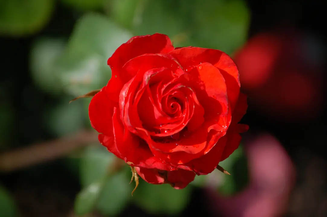 Buy Rose Hans Christian Anderson Plants | Free Shipping Over $150