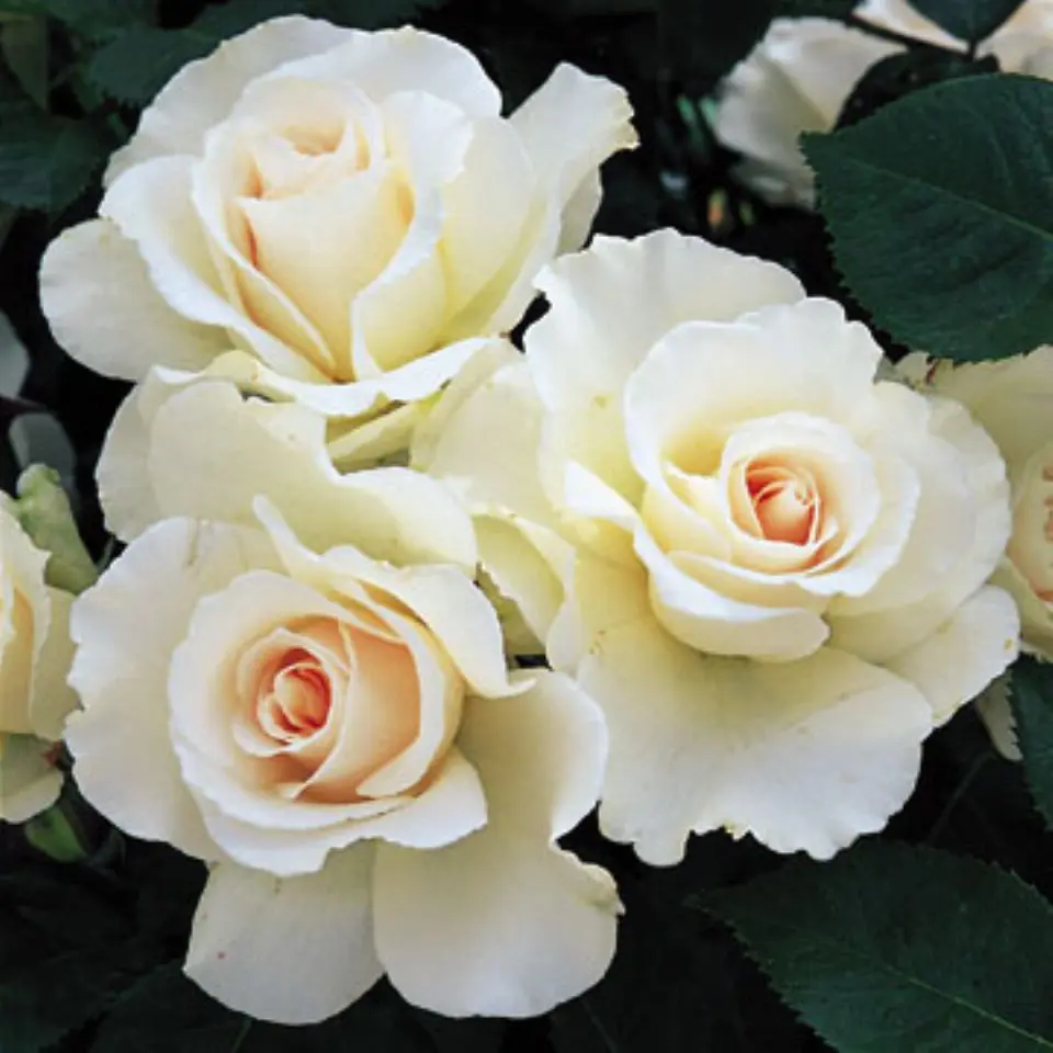 Buy Rose Margaret Merrill Standard Plants | Free Shipping Over $150