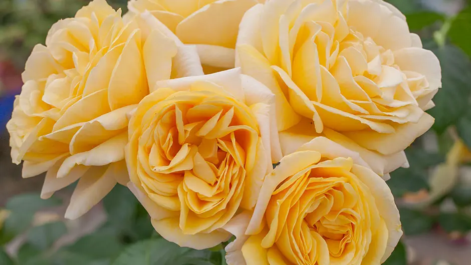 Buy Rose Michelangelo Plants | Free Shipping Over $150