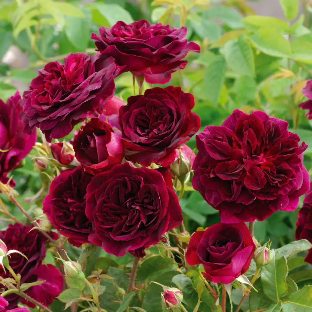 Buy Rose Munstead Wood Standard Plants | Free Shipping Over $150