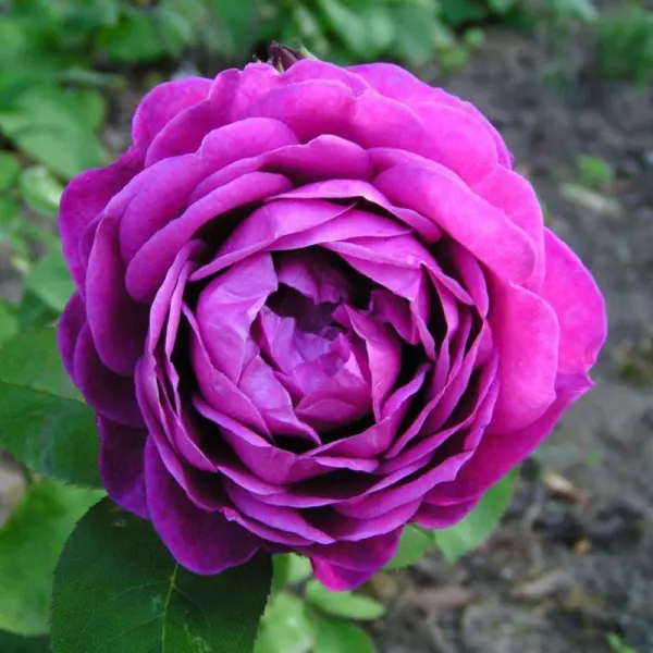 Buy Rose Old Port Plants | Free Shipping Over $150