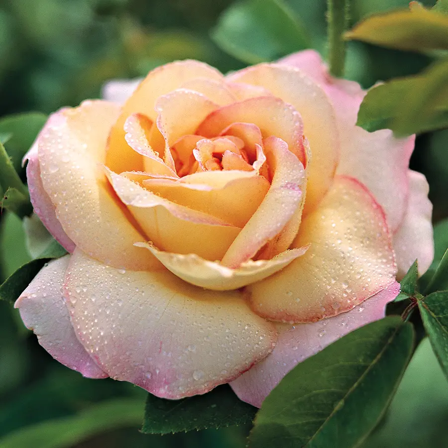 Buy Rosa 'Peace' Plants Online | Free Shipping NZ Wide