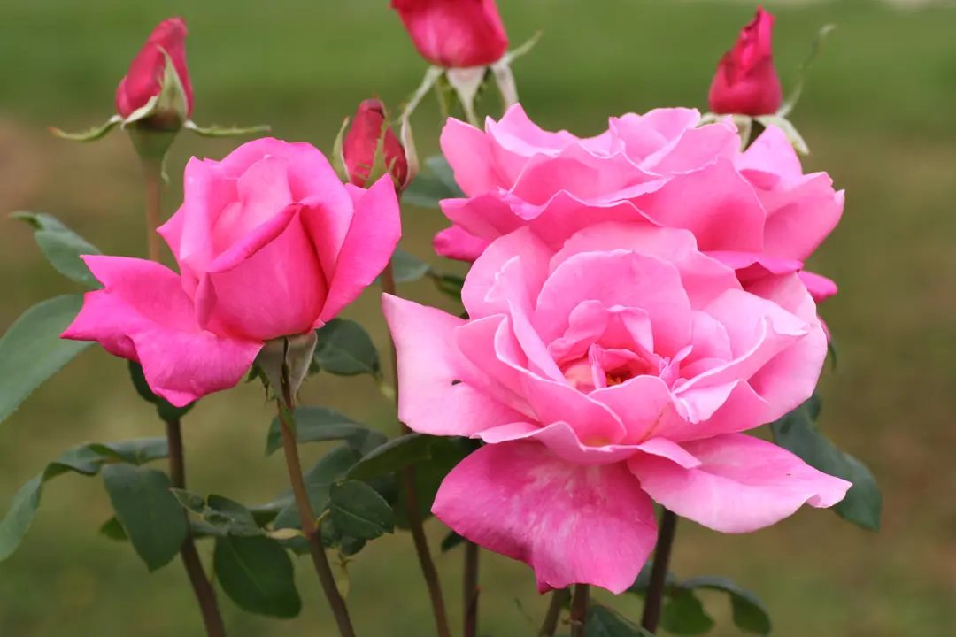 Buy Rose Perfume Delight Plants | Free Shipping Over $150