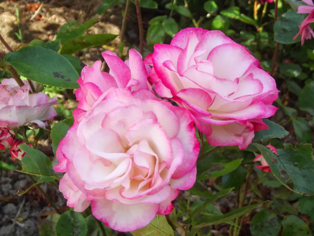 Buy Rose Raspberry Ice Plants | Free Shipping Over $150