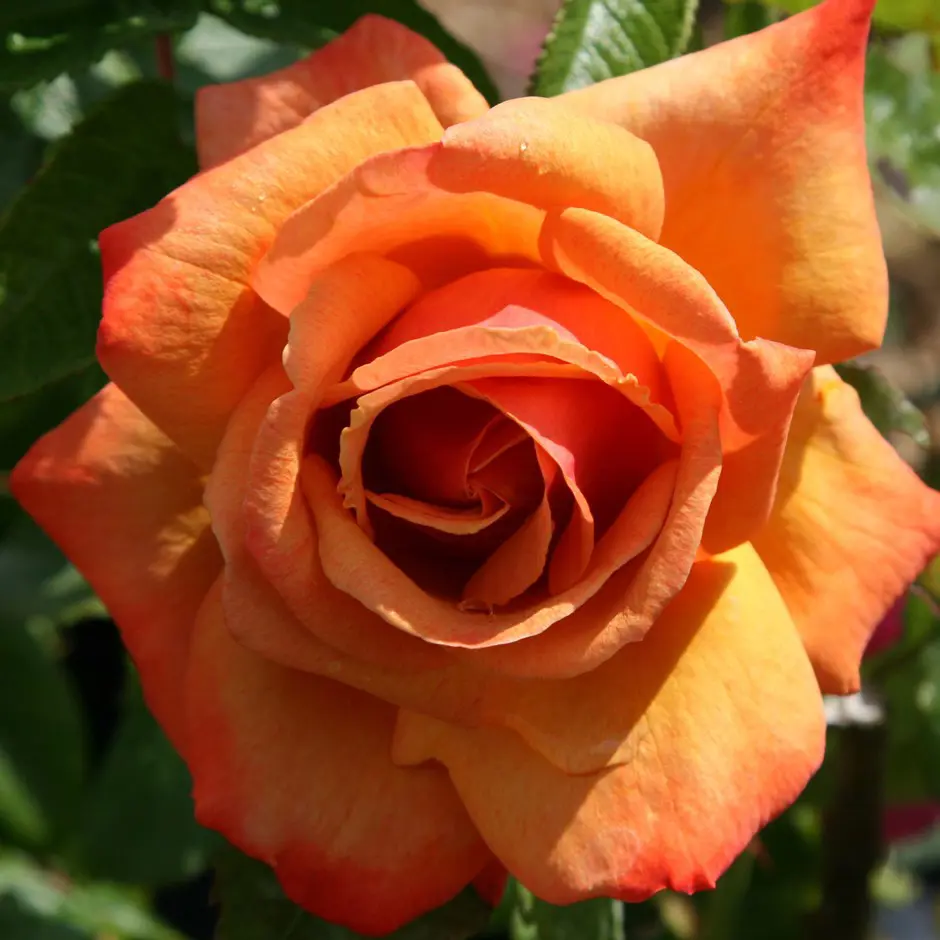 Buy Rose Remember Me Standard Plants | Free Shipping Over $150