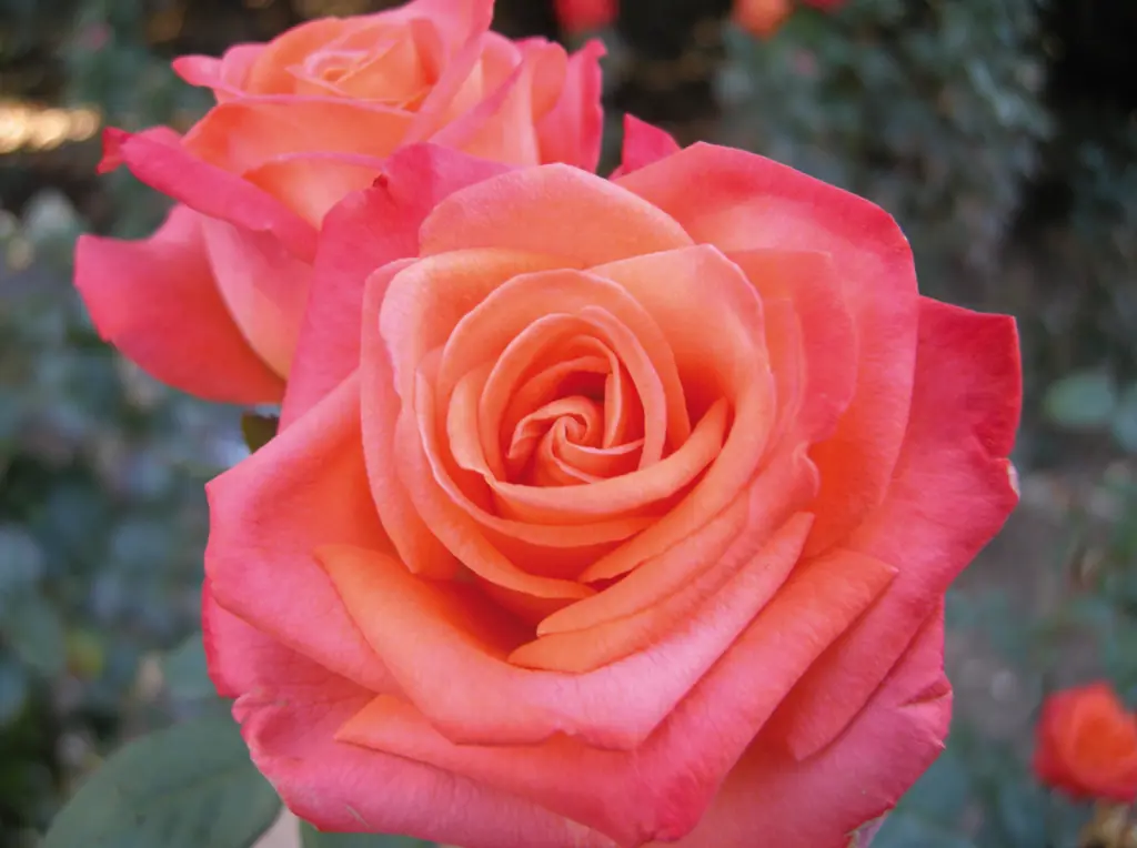 Buy Rose Remember Me Plants | Free Shipping Over $150