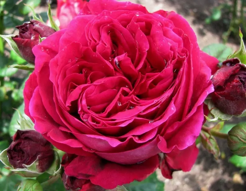 Buy Rose Simply Stunning Standard Plants | Free Shipping Over $150