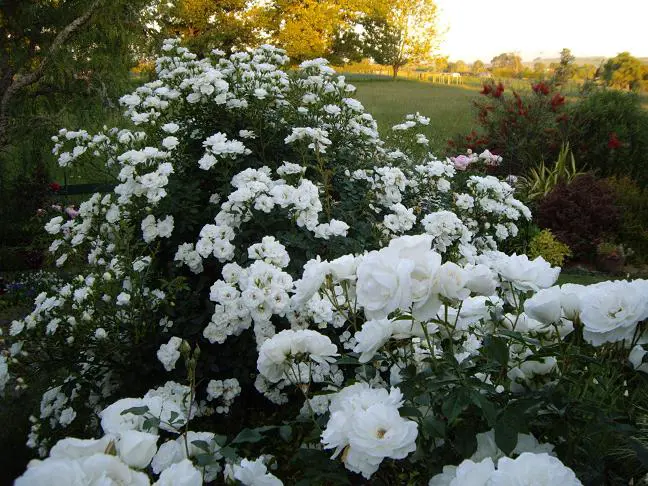 Buy Rose Sparkler Plants | Free Shipping Over $150