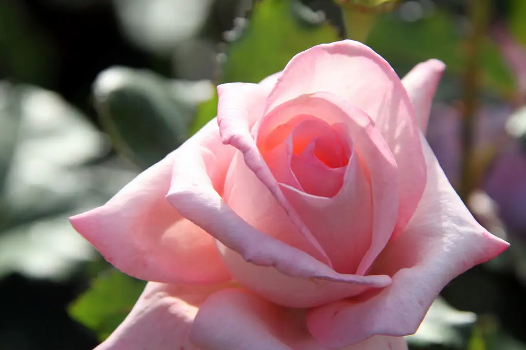 Buy Rose Sylvia Plants | Free Shipping Over $150