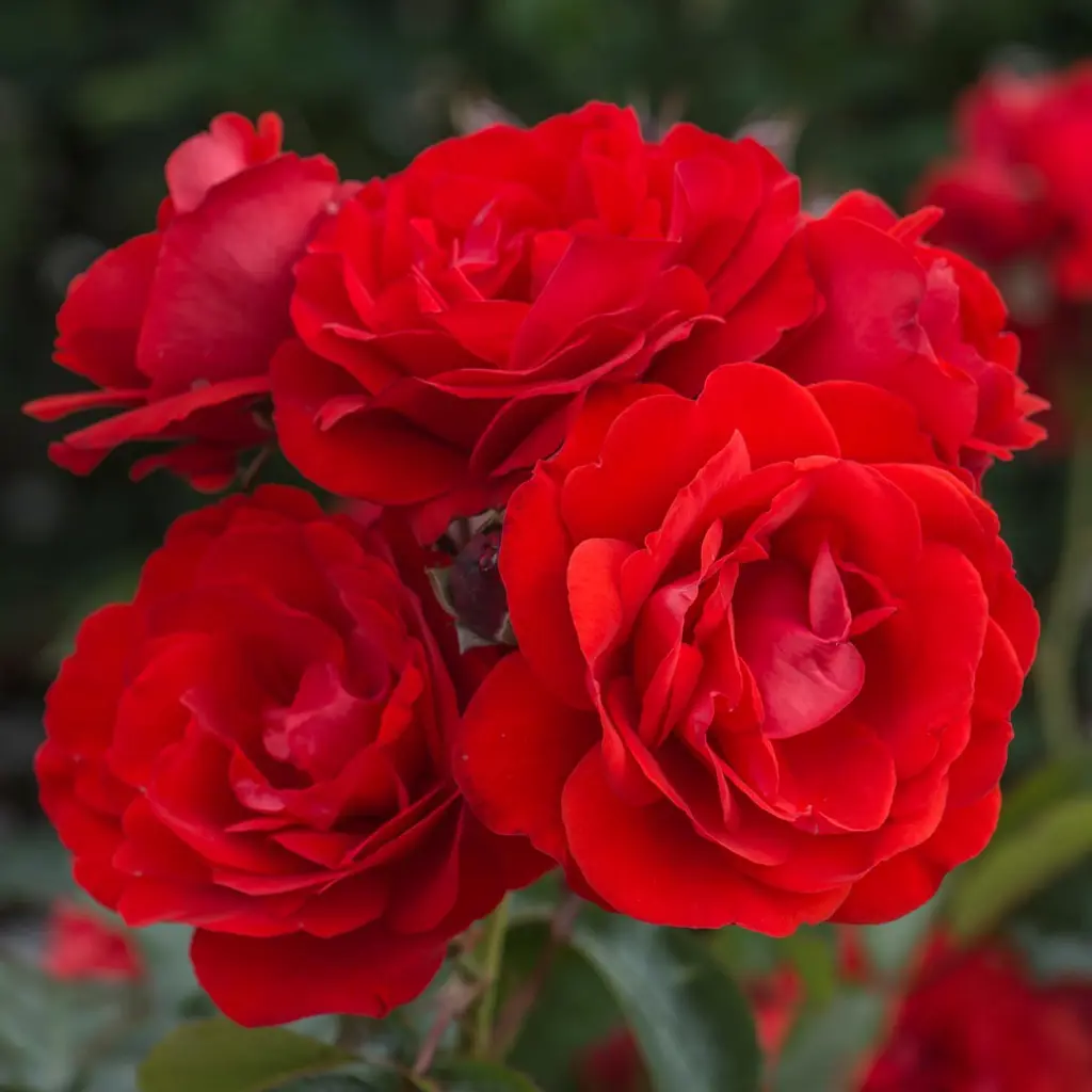 Buy Rose Trumpeter Plants | Free Shipping Over $150