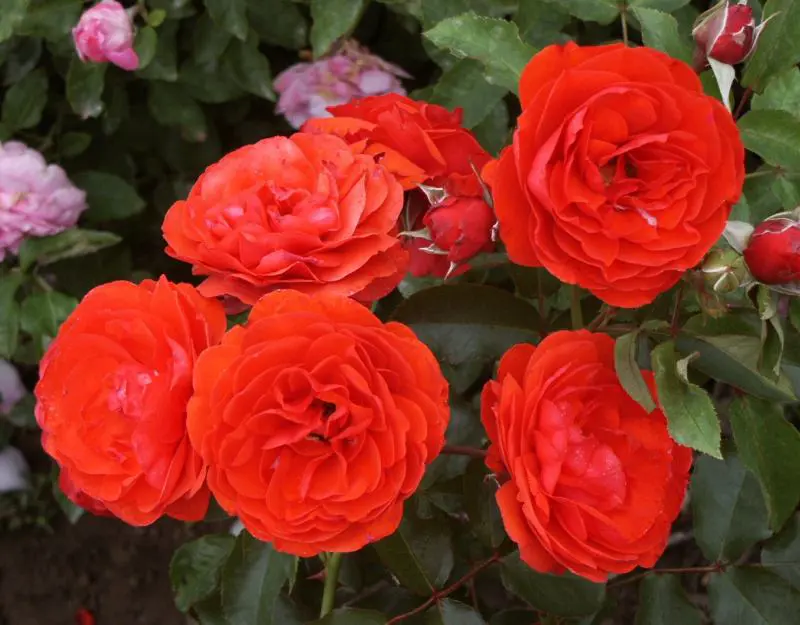 Buy Rose Trumpeter Standard Plants | Free Shipping Over $150