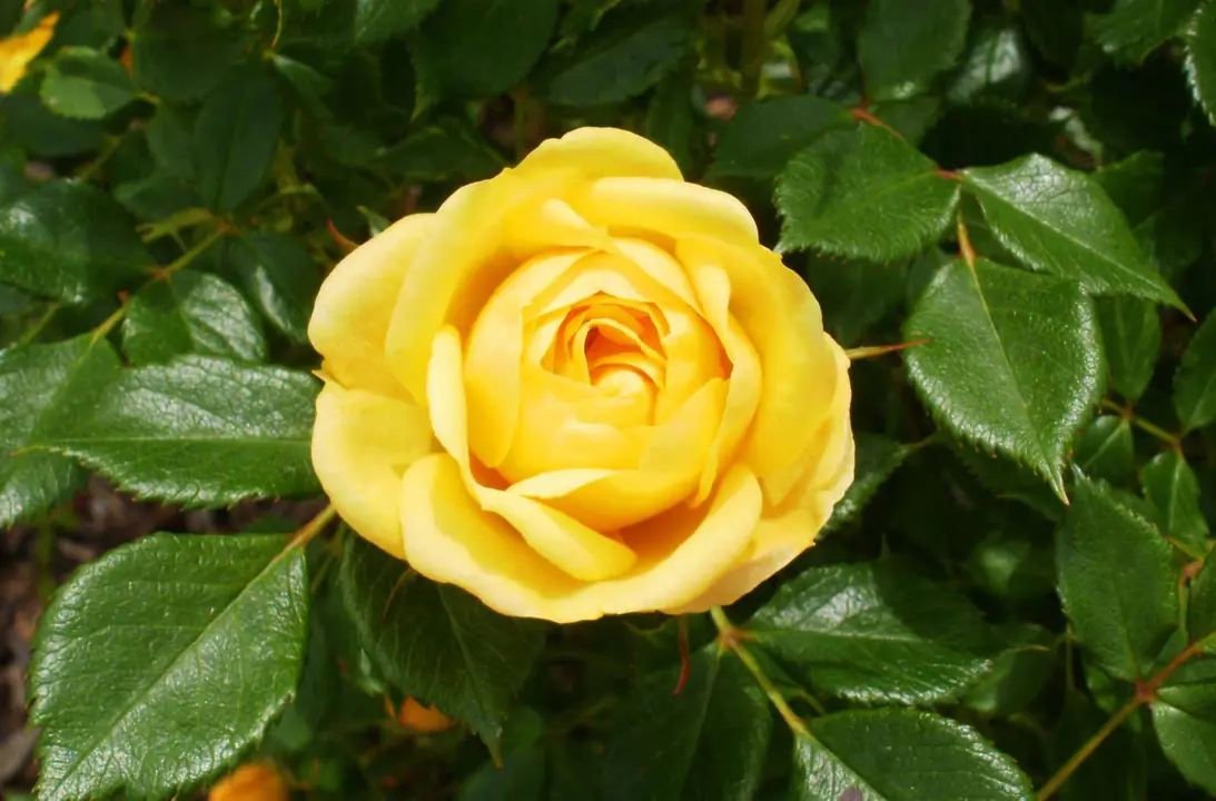 Buy Rose V for Victory Plants | Free Shipping Over $150