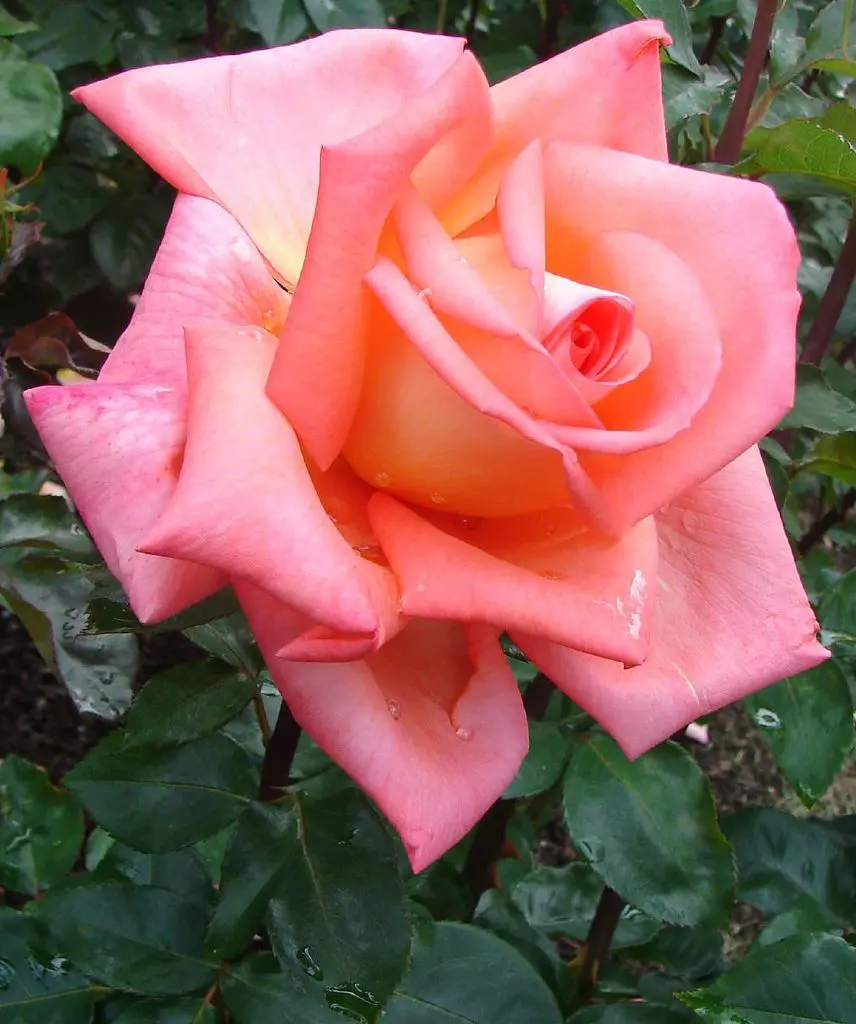 Buy Rose Victor Borge Plants | Free Shipping Over $150