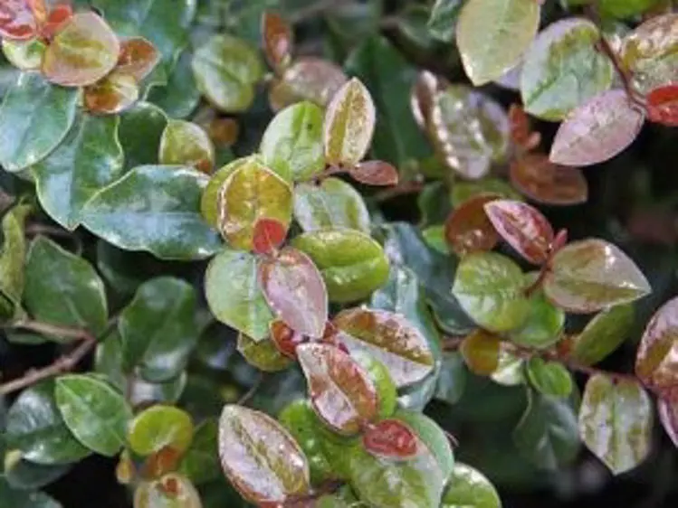 Buy Royena lucida Plants | Free Shipping Over $150