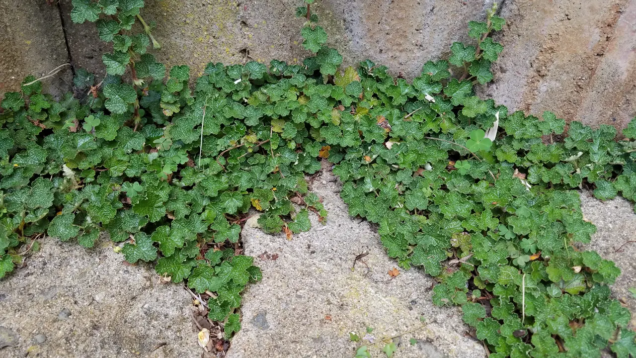 Buy Rubus pentalobus Plants | Free Shipping Over $150