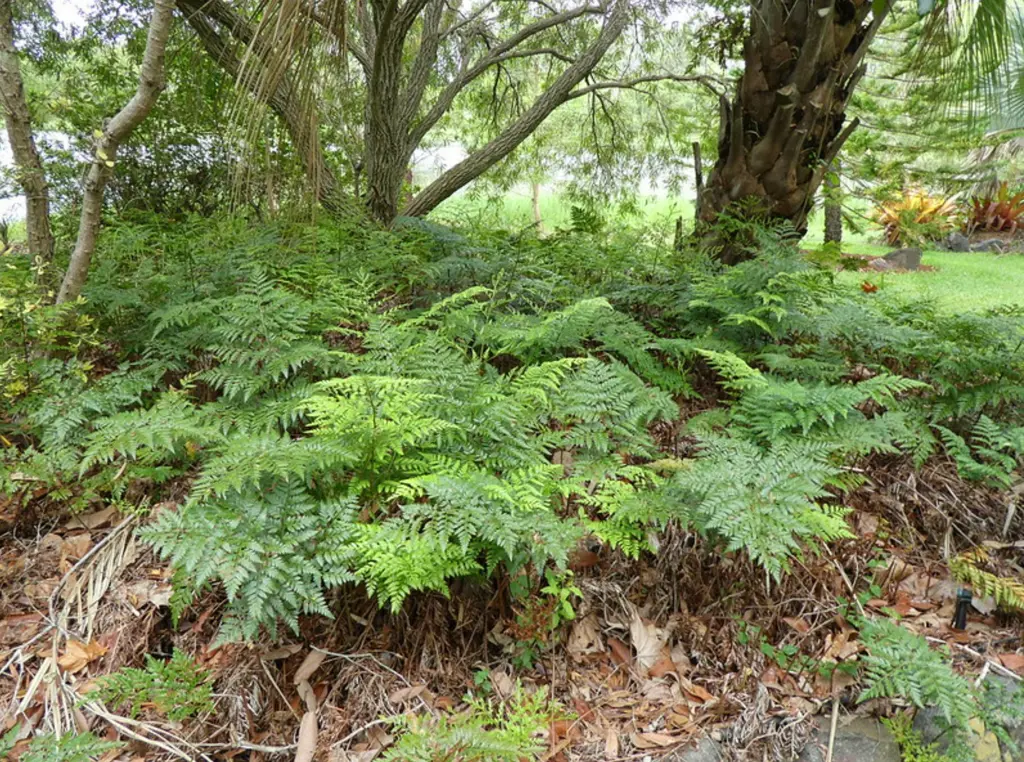 Rumohra adiantiformis - Leatherleaf Fern | The Plant Company