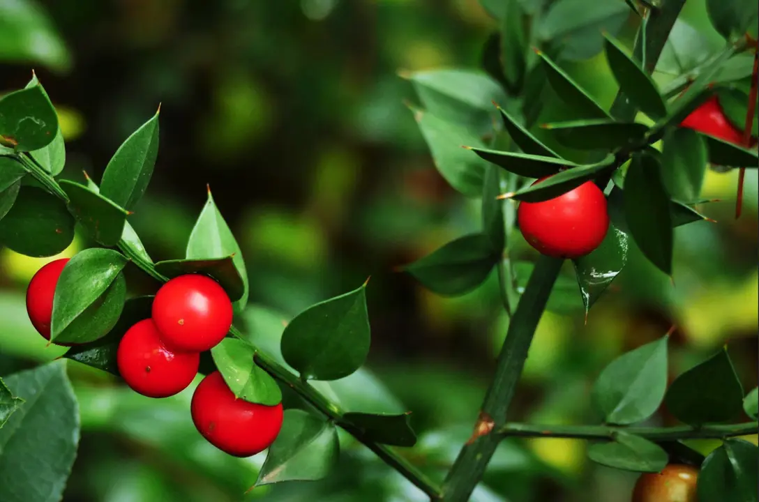 Buy Ruscus aculeatus (Butcher's Broom) Plants Online NZ