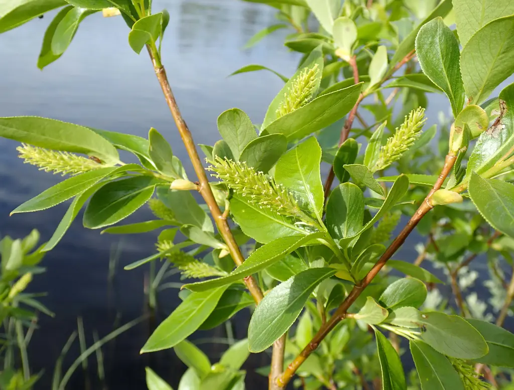 Buy Salix pentandra (Bay Willow) Online | Free Shipping NZ