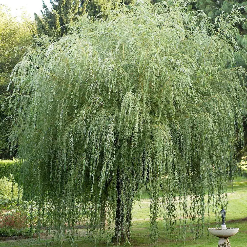 Buy Salix sepulcralis ‘Chrysocoma’ Online | Free Shipping NZ