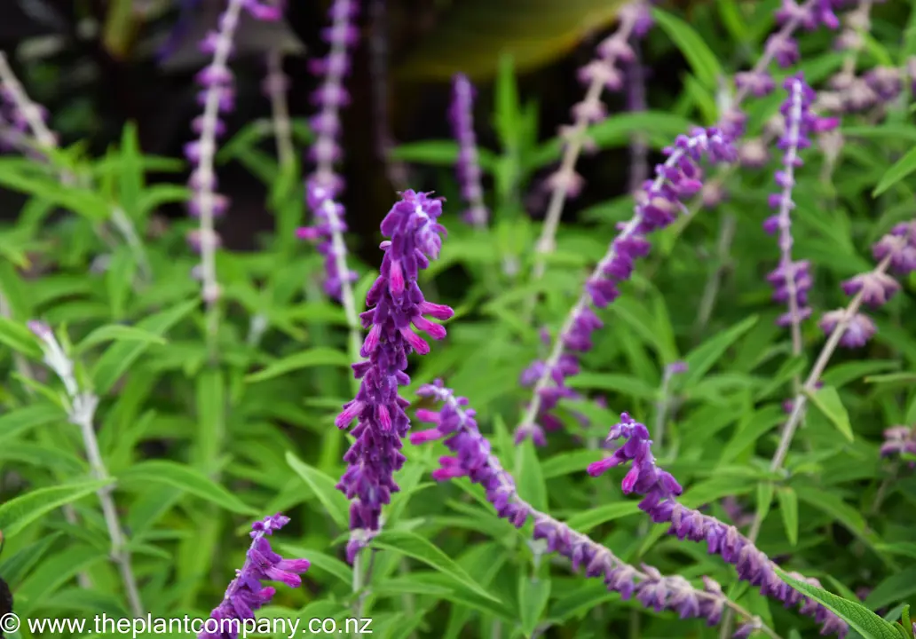 Buy Salvia Purple Glow Plants | Free Shipping Over $150