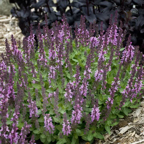 Buy Salvia Rose Sensation Plants | Free Shipping Over $150
