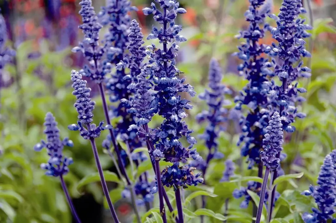 Buy Salvia 'Sallyfun Blue Emotion' Plants Online NZ