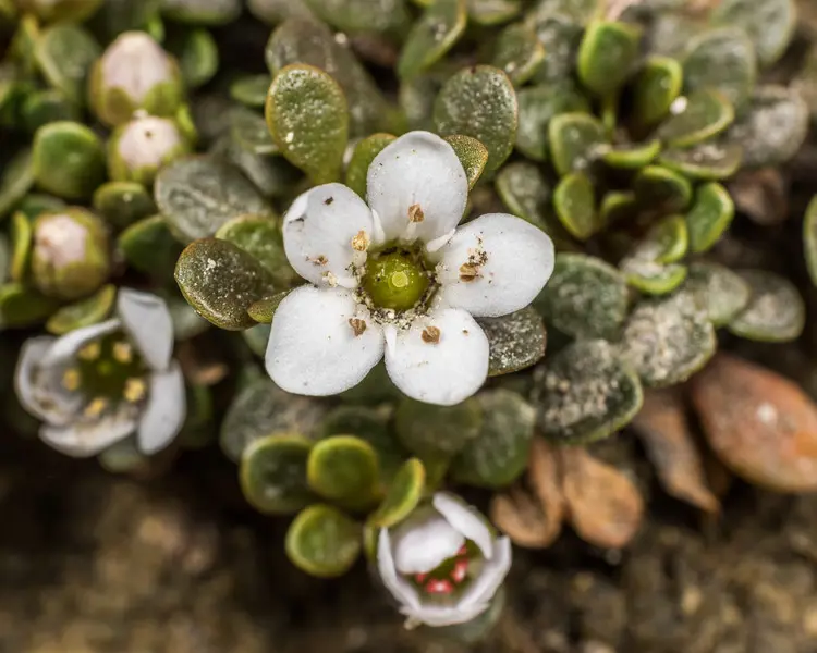 Buy Samolus repens Plants | Free Shipping Over $150
