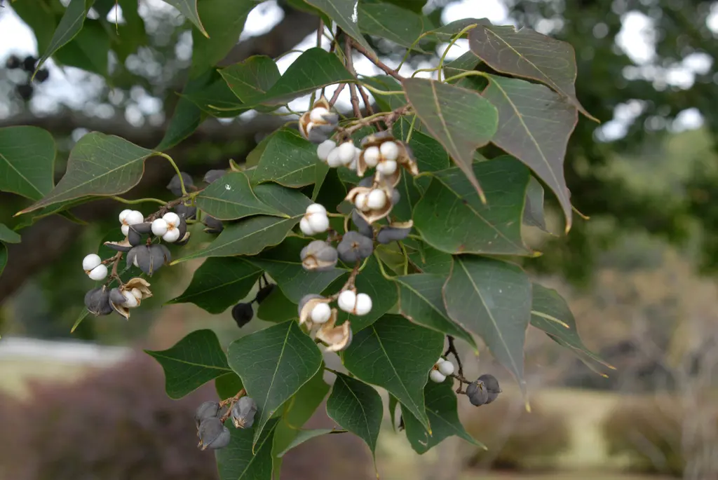 Buy Sapium sebiferum Plants | Free Shipping Over $150