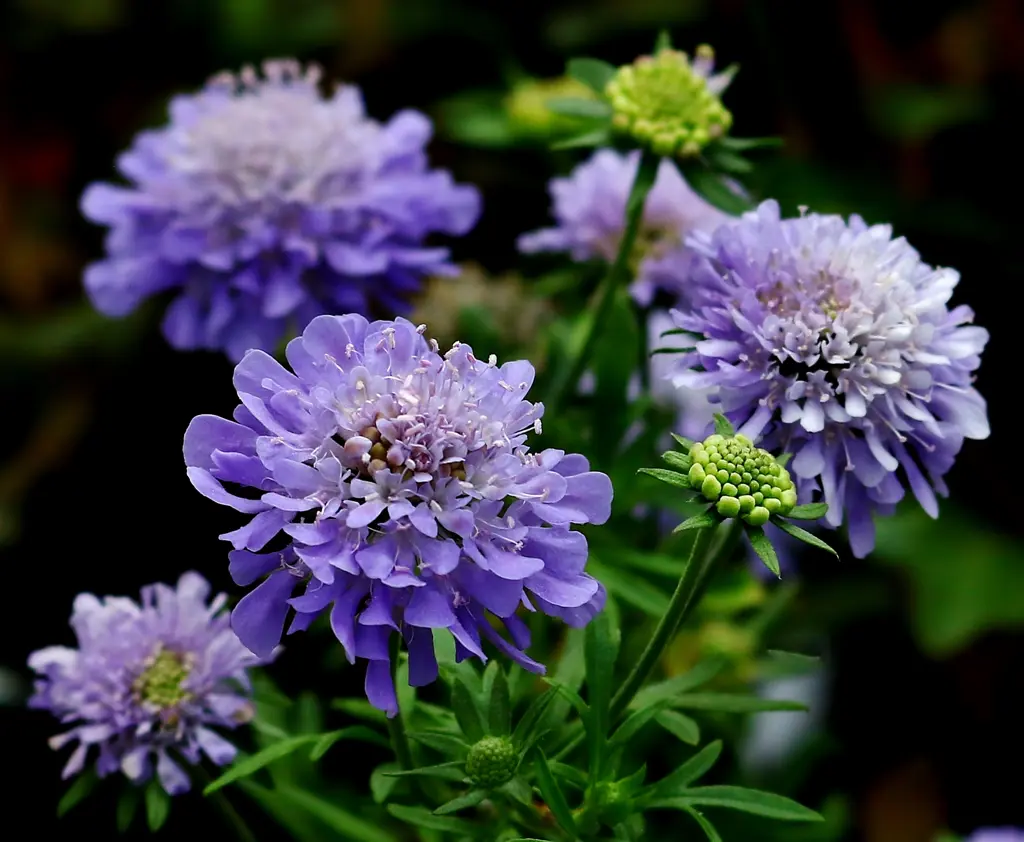Buy Scabiosa Ritz Blue Plants | Free Shipping Over $150