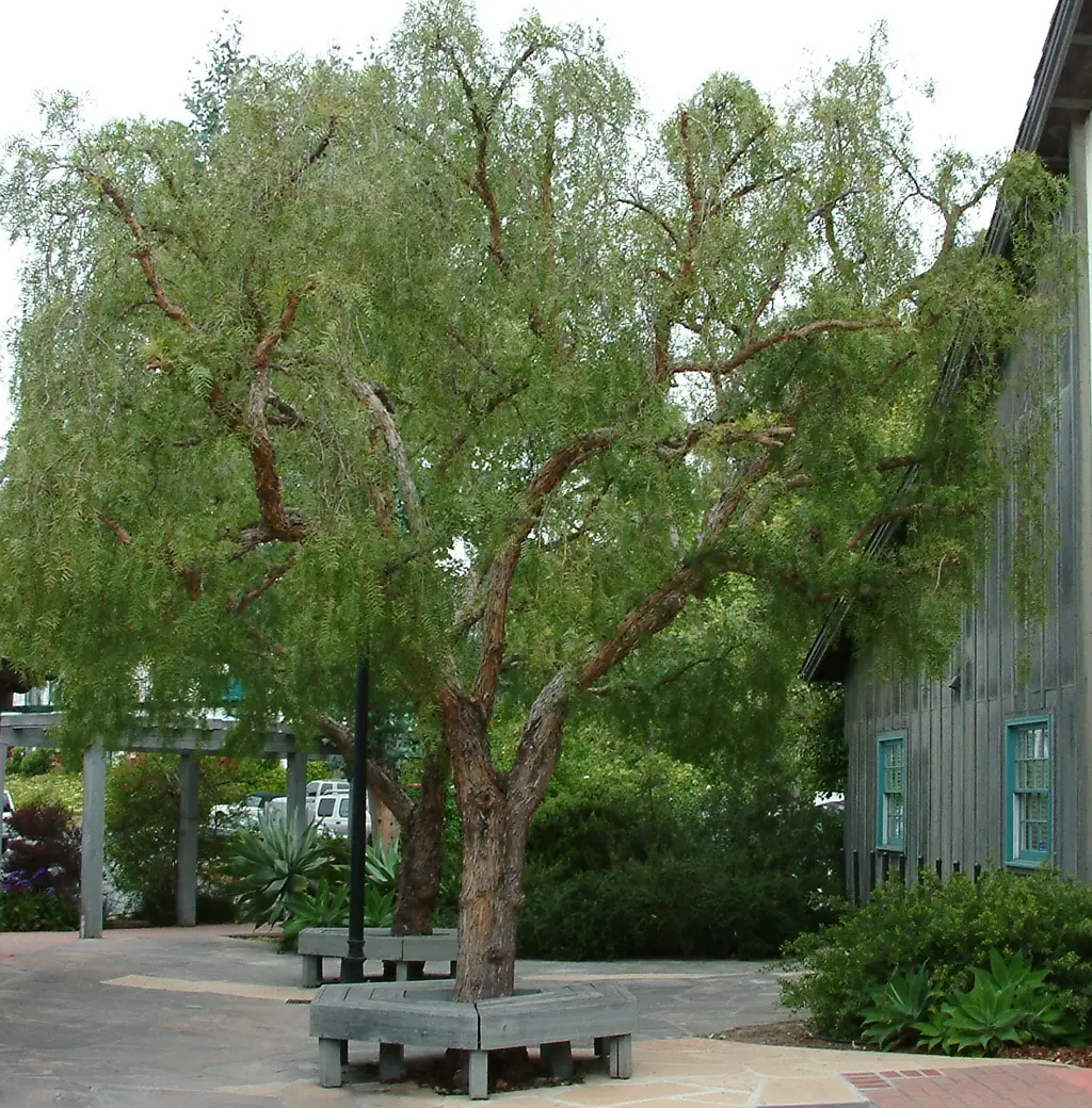 Buy Schinus molle Plants | Free Shipping Over $150